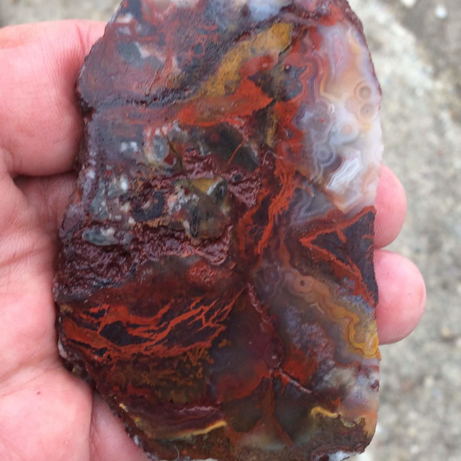 Rosetta Lace Agate - Lapidary Slab