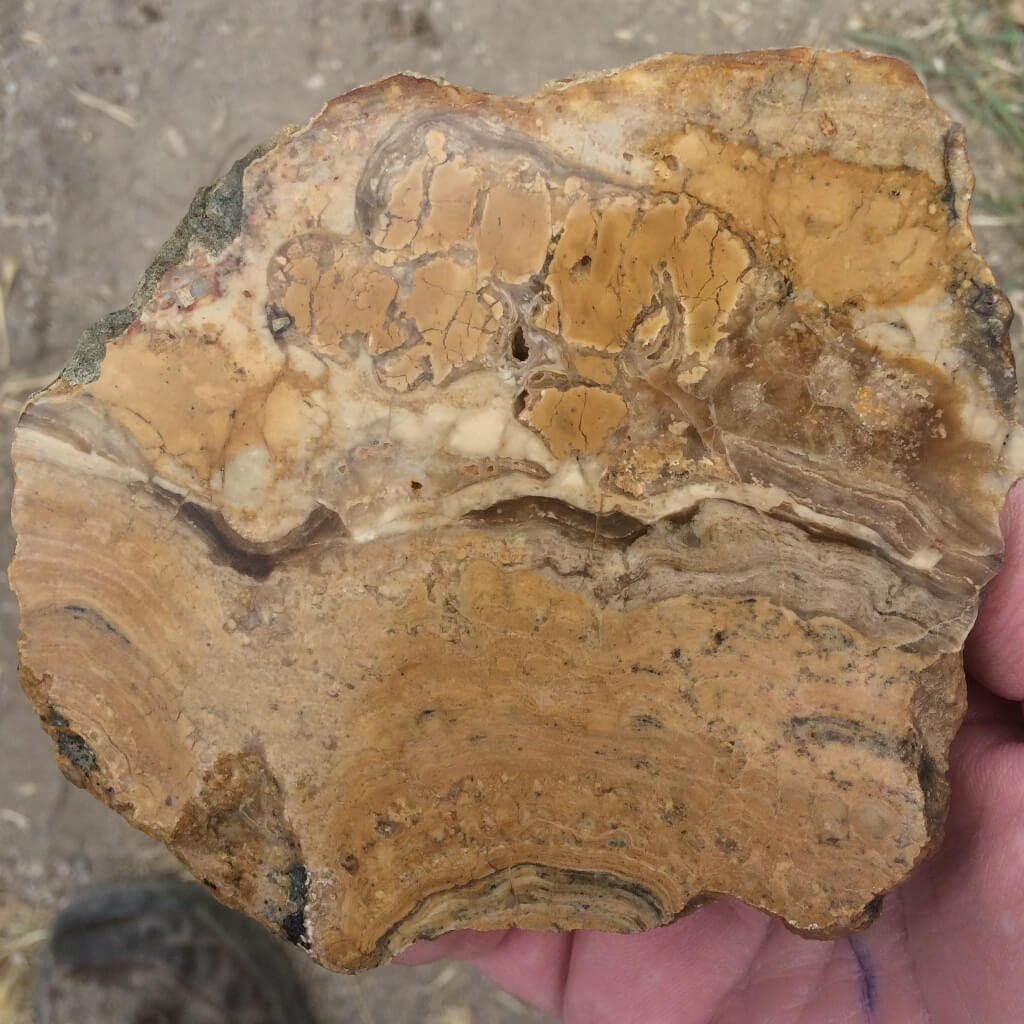 Stromatolite - Lapidary Slab