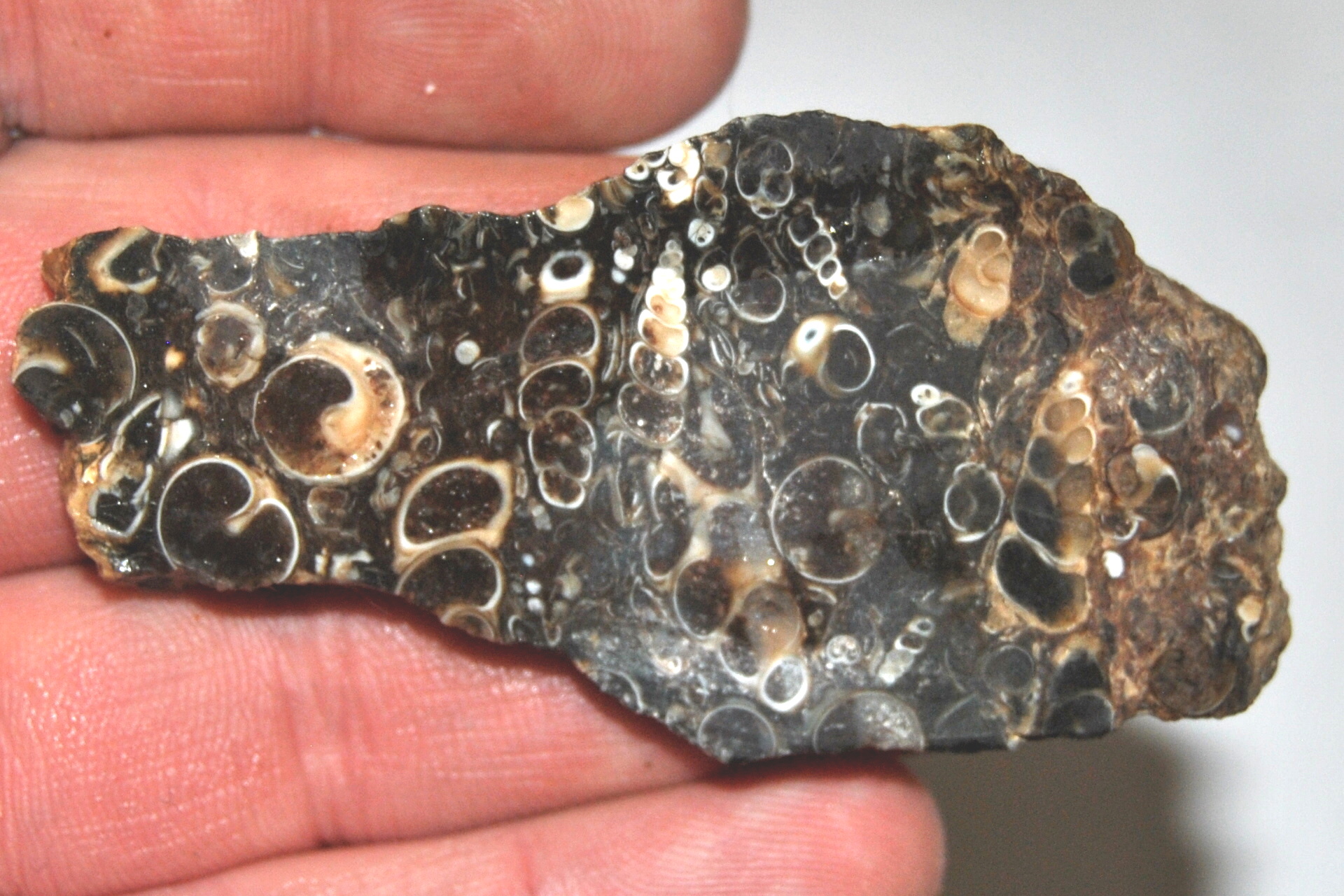 Turritella Agate - Lapidary Slab
