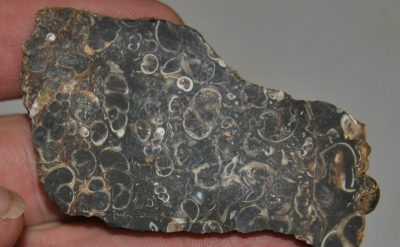 Turritella Agate - Lapidary Slab