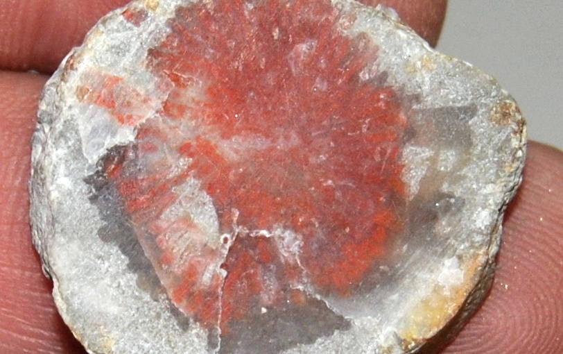 Utah Red Horn Coral - Lapidary Slab